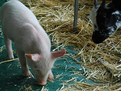 Pig-Goat-Petting-Zoo-Supershow | NSW Caravan Camping Holiday Supershow